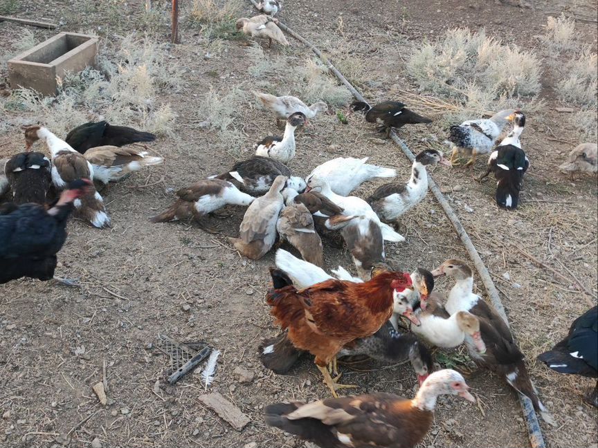 Мускусные утки индоутки индоутята