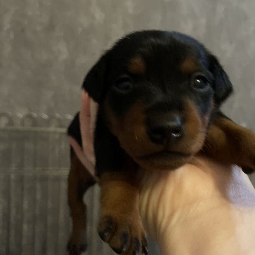 Щенки цвергпинчера