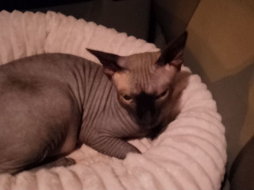 Канадский сфинкс котенок