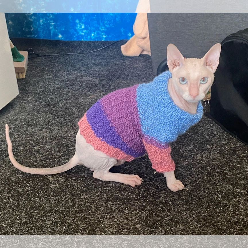 Кот сфинкс