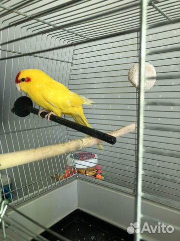 Попугай какарик бронь до завтра