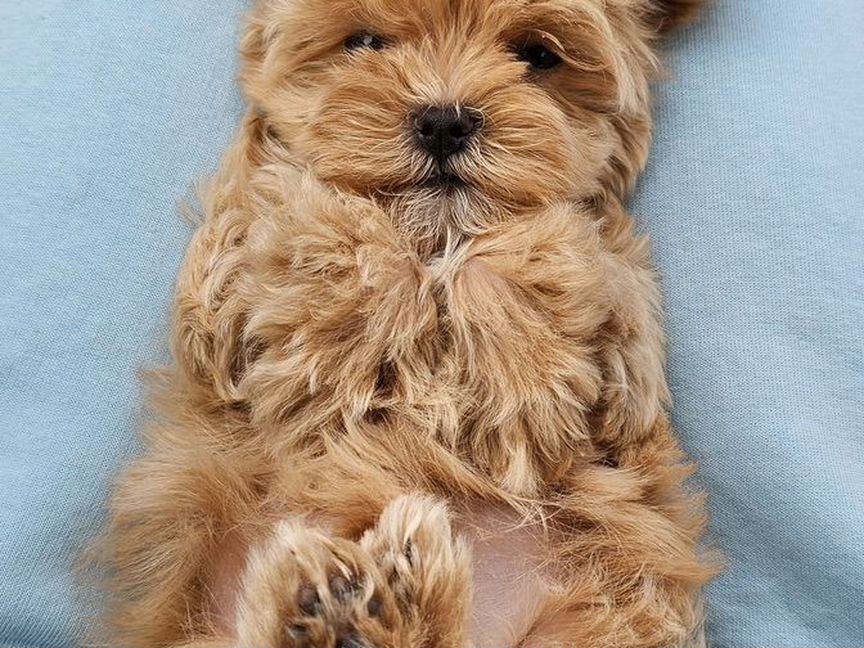 Мальтипу F1 девочка