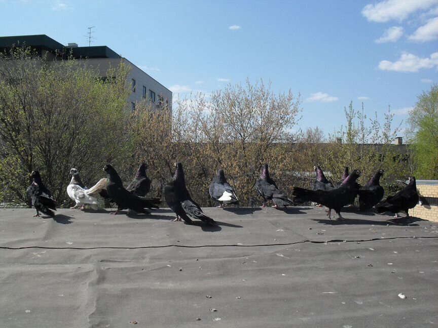 Продажа голубей породы кишиневские тупатые турманы