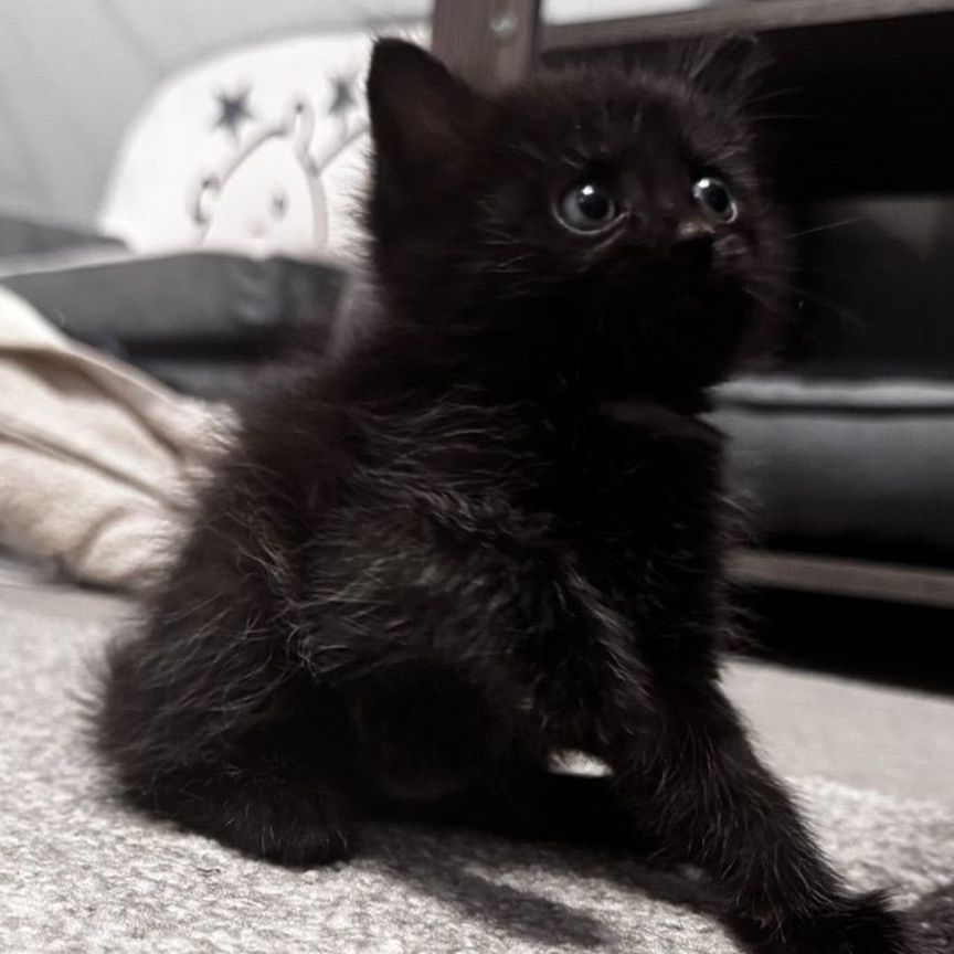 Котята