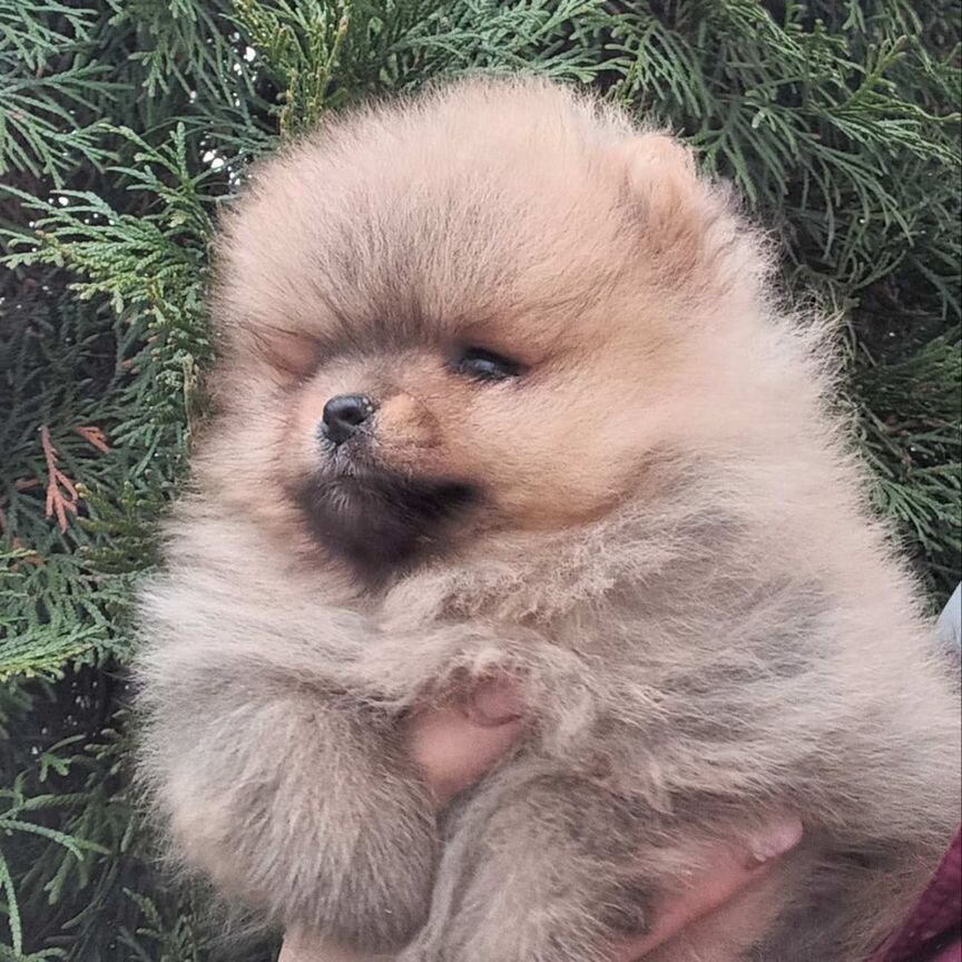 Шпицы красавчики