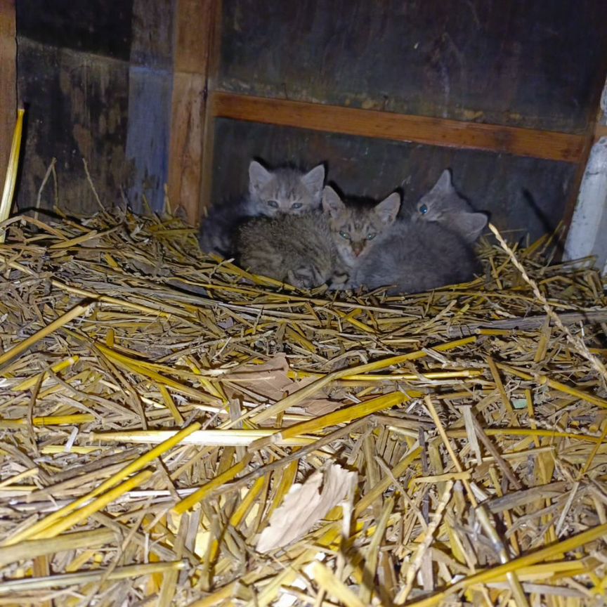 Котята в добрые руки