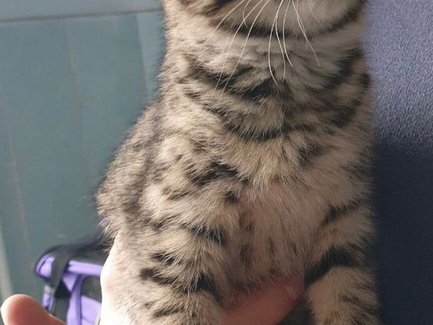 Котенок девочка выживает в подвале