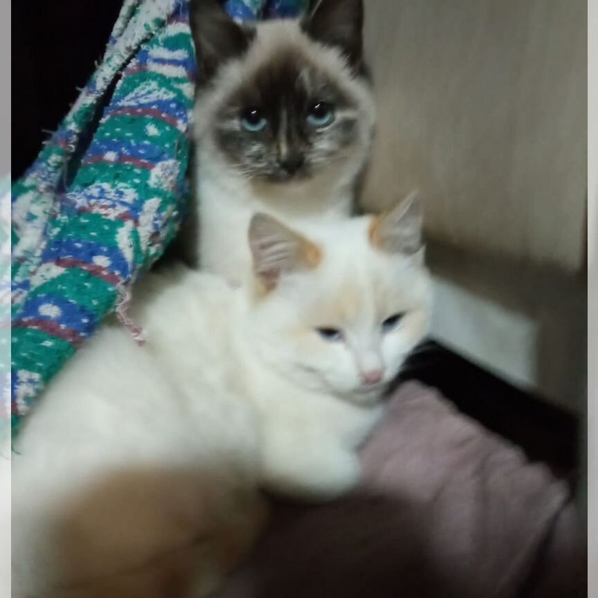 Сиамский котёнок