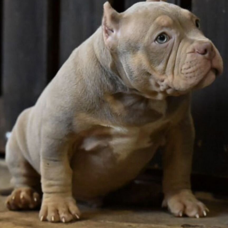 Американский булли, щенок