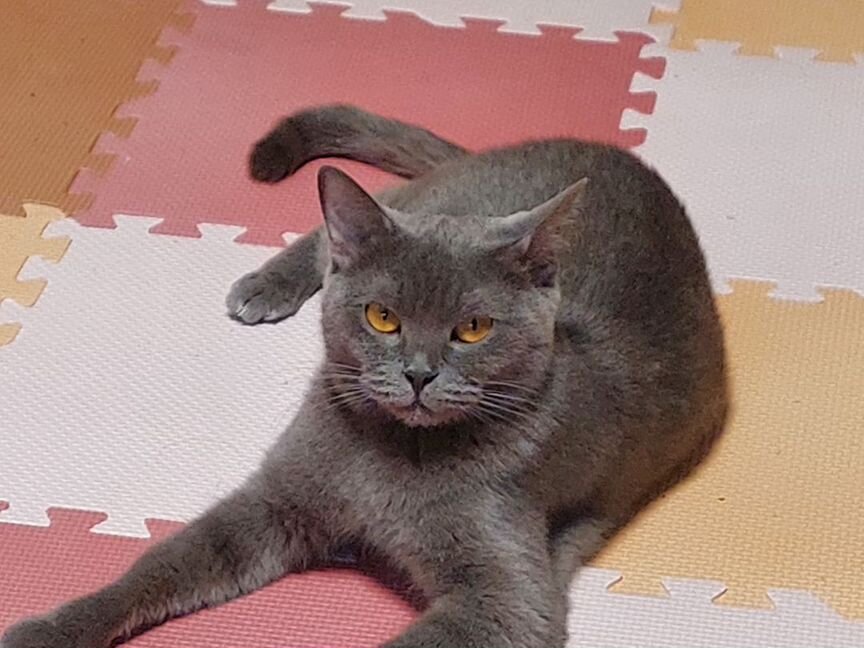 Кошки