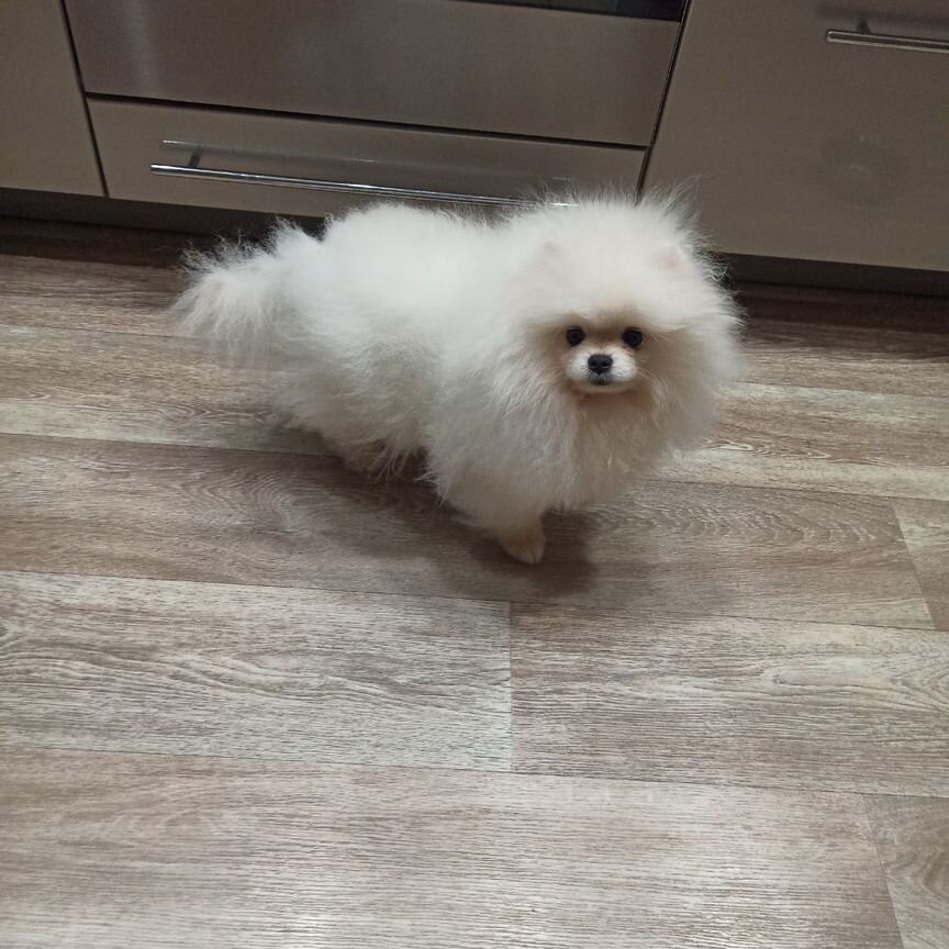 Померанский шпиц, щенок