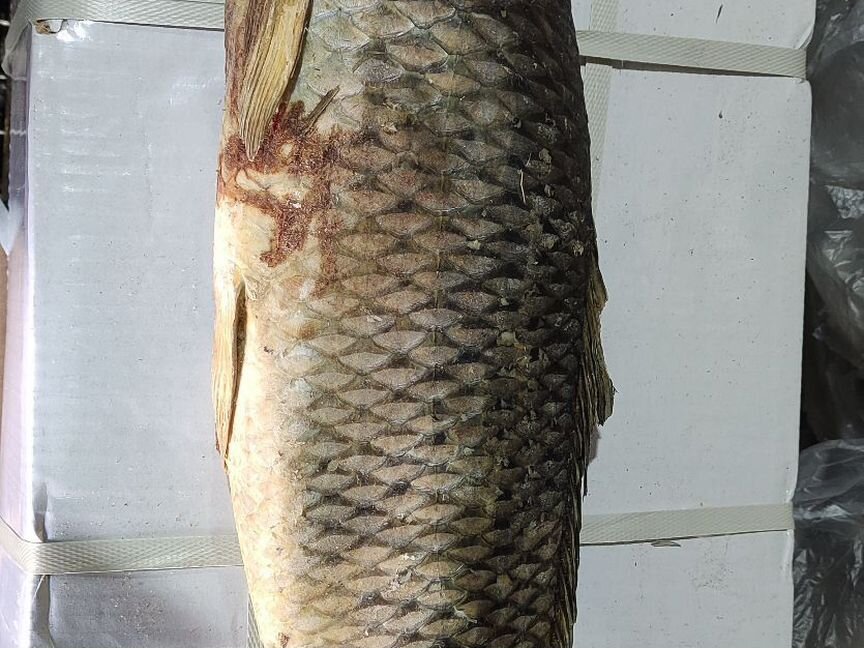 Карп (сазан)