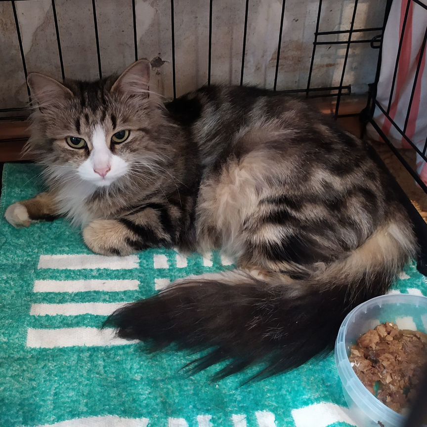 Взрослая, кошка в добрые руки