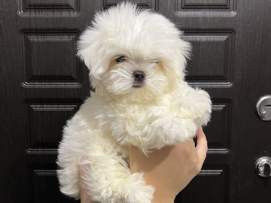 Мальтийская болонка Мальтезе