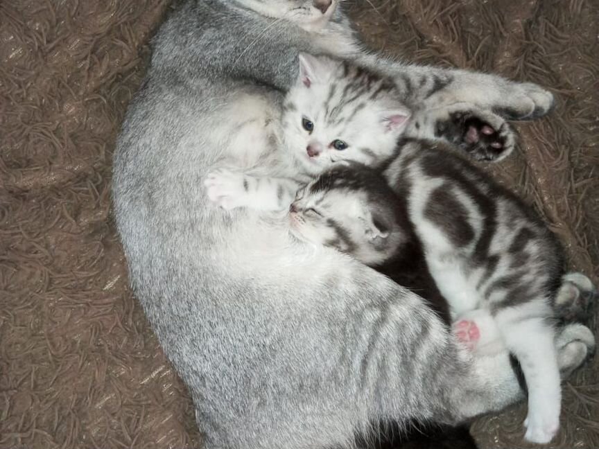 Шотландские котята