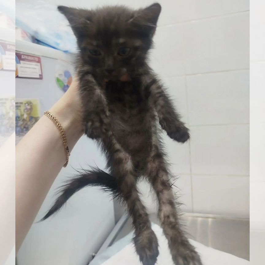 Котёнок в добрые руки