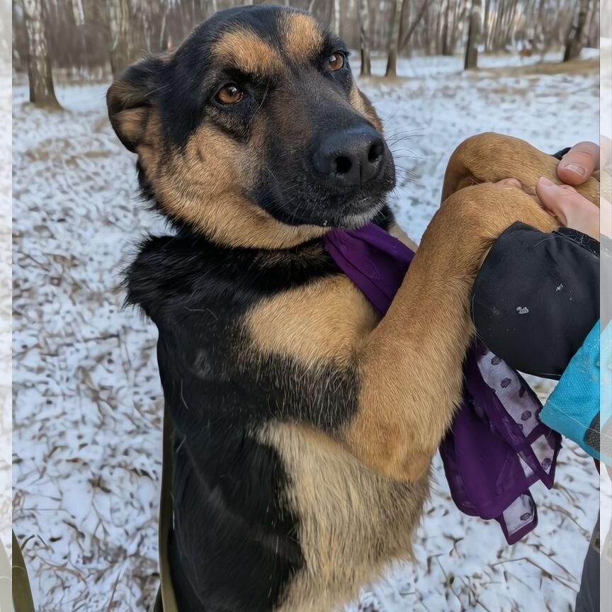 Взрослая собака в добрые руки