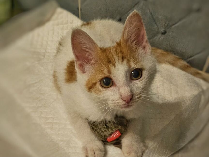 Котенок с розовыми ушками