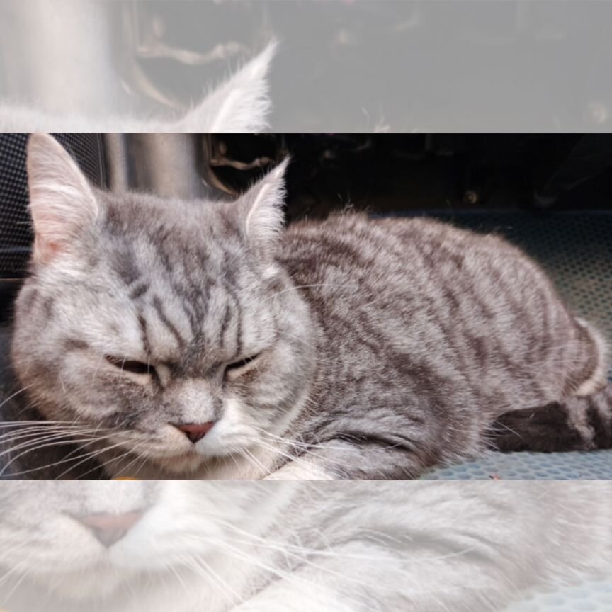 Шотландский вислоухий длинношёрстный, взрослый кот