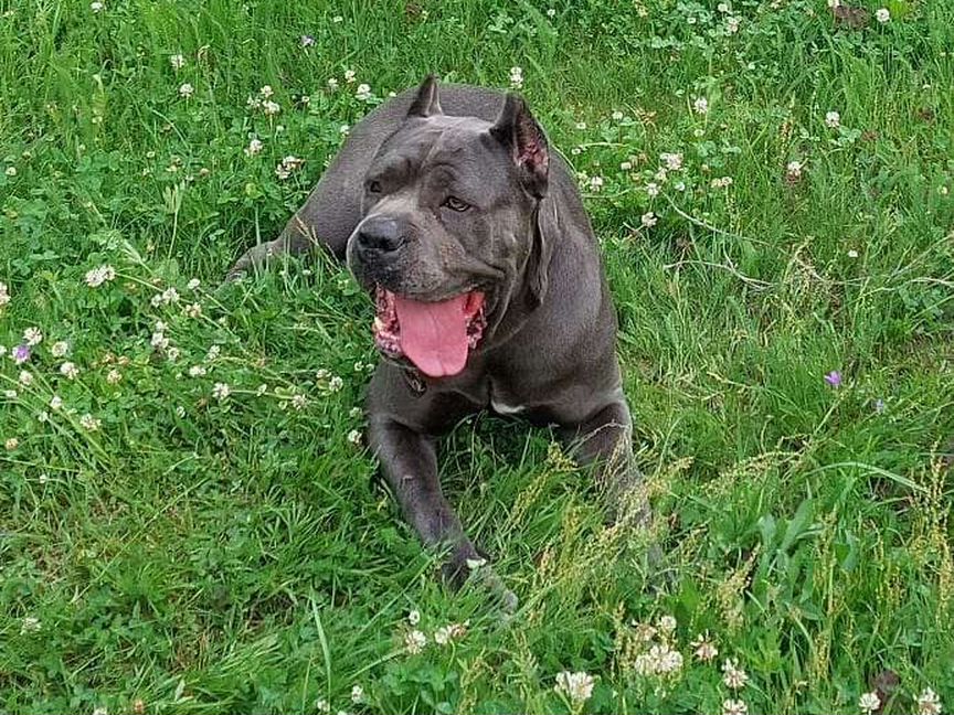 Отдам кане корсо