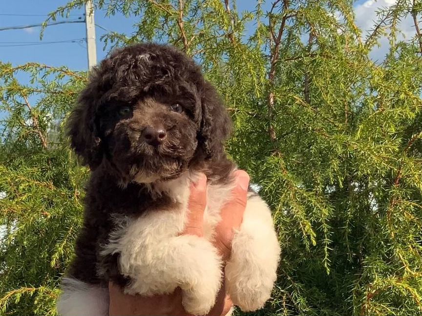 Мальчик той пуделя коричнево белый