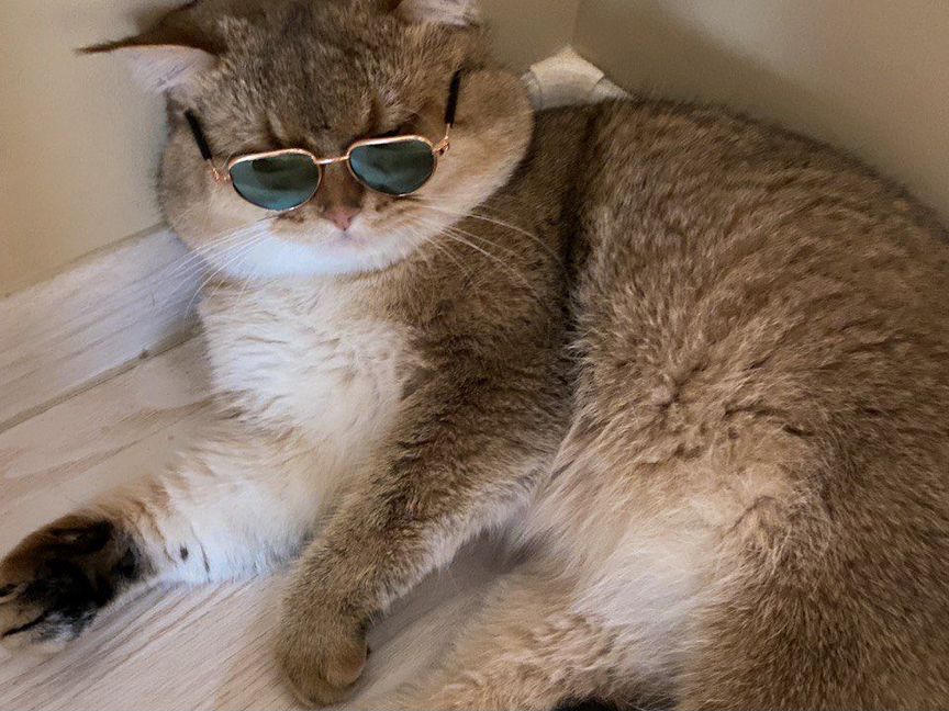 Очки для кота 2 шт
