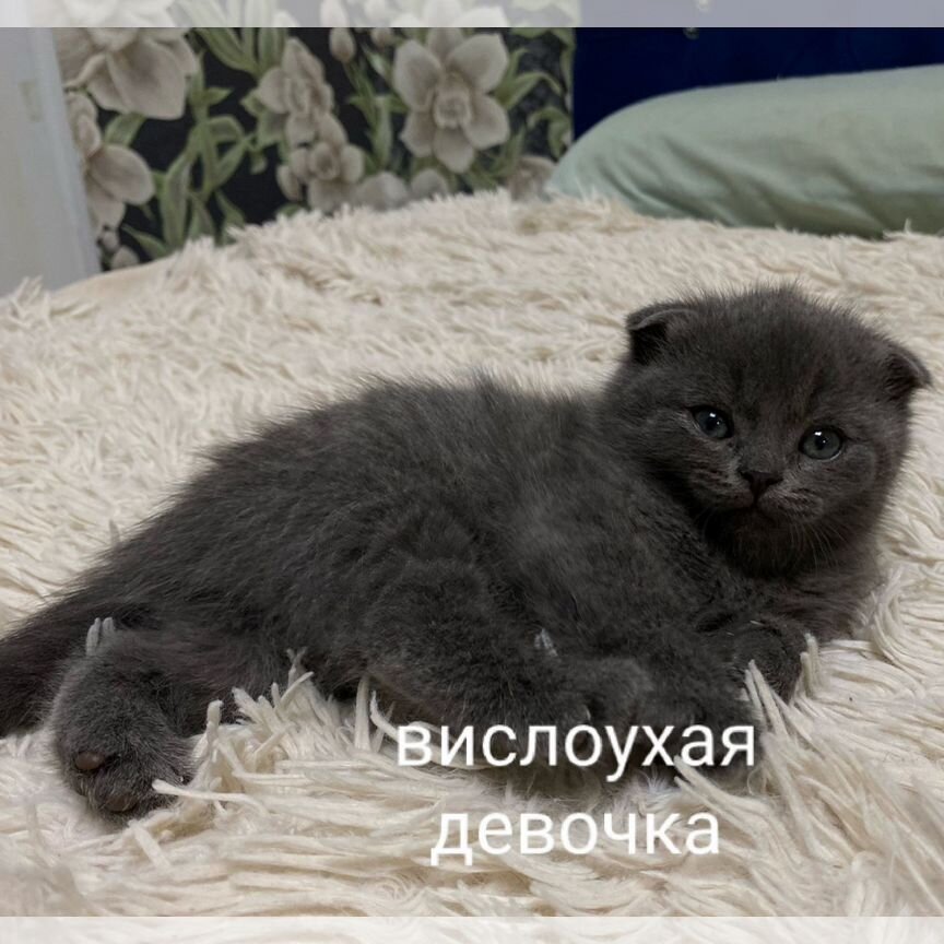 Британский короткошёрстный котёнок