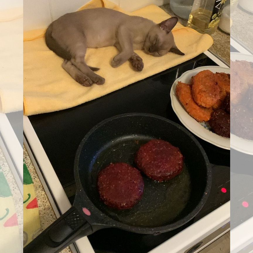 Котята европейской бурмы