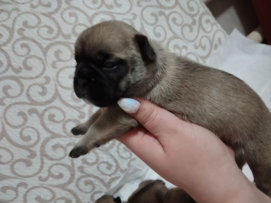 Французский бульдог щенки