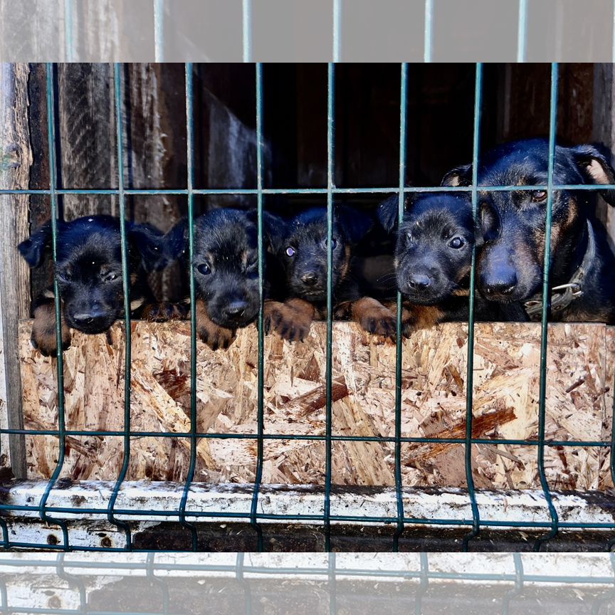 Немецкий охотничий терьер, щенок