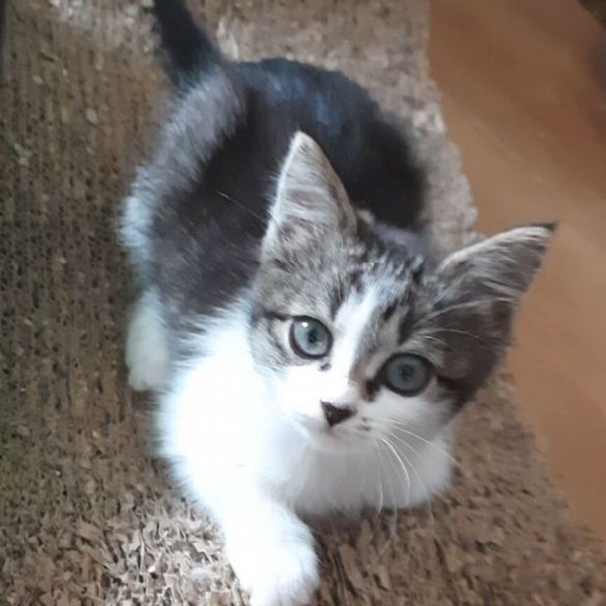 Котёнок ищет хороших хозяев