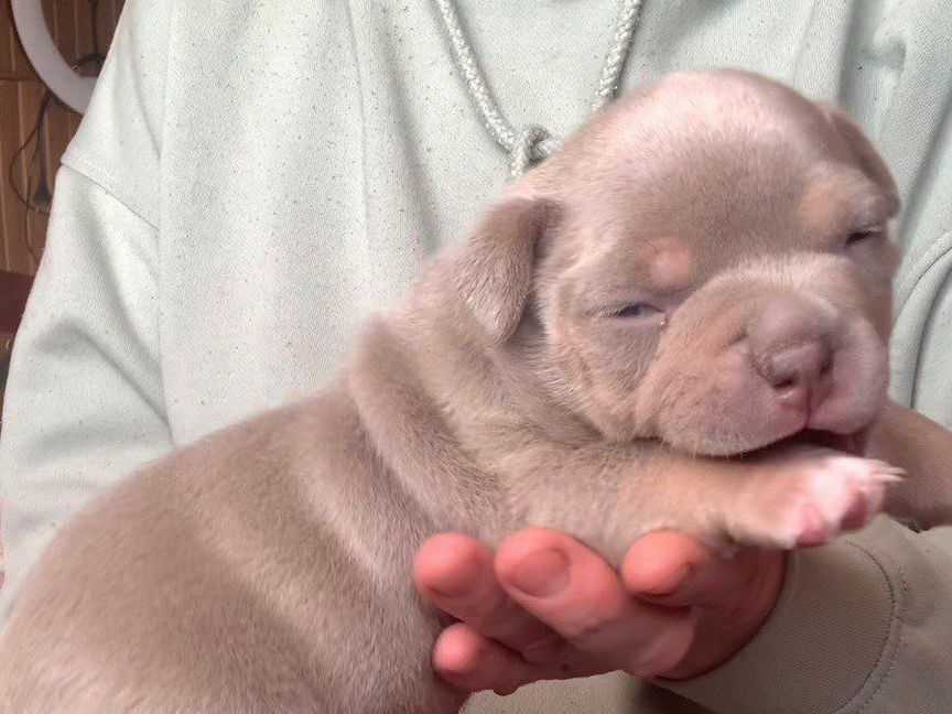 Американский булли