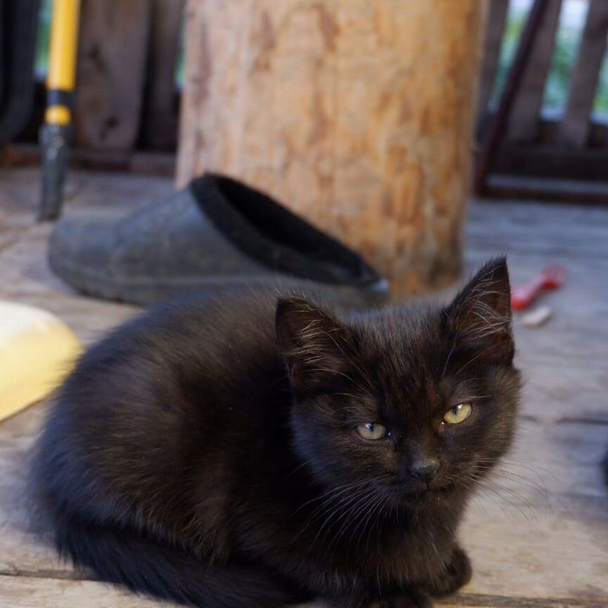 Котенок