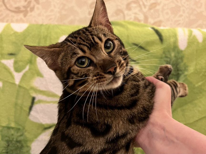 Бенгальские коты