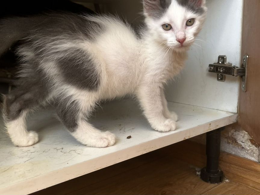 Белый пушистый котенок мальчик