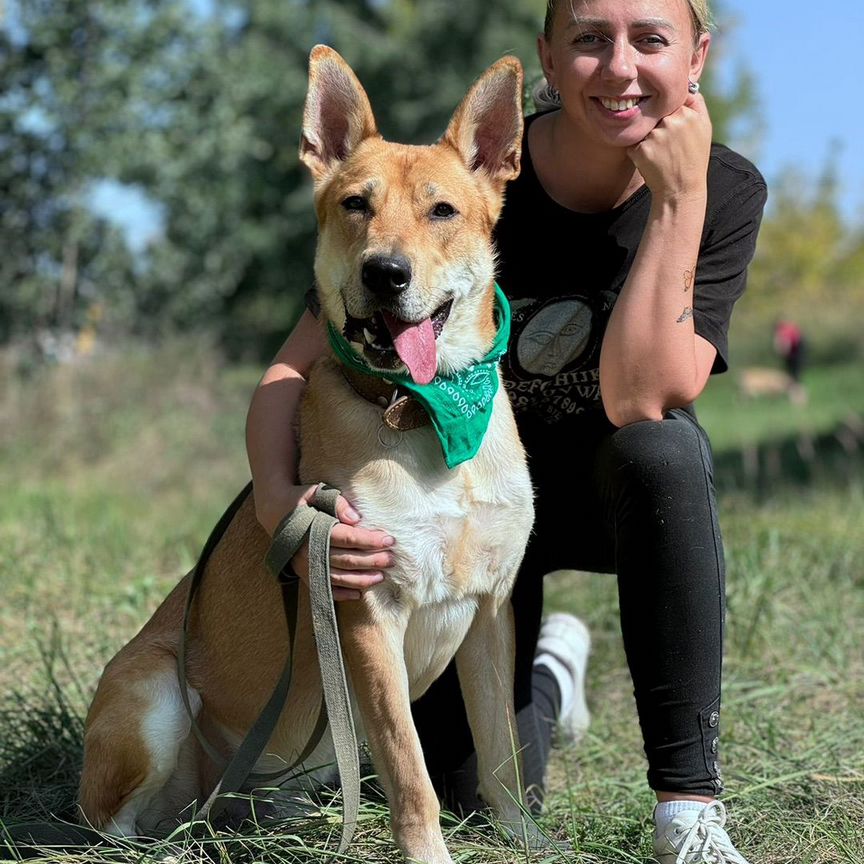 Крупный сильный пёс из приюта