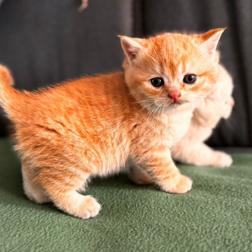 Котики