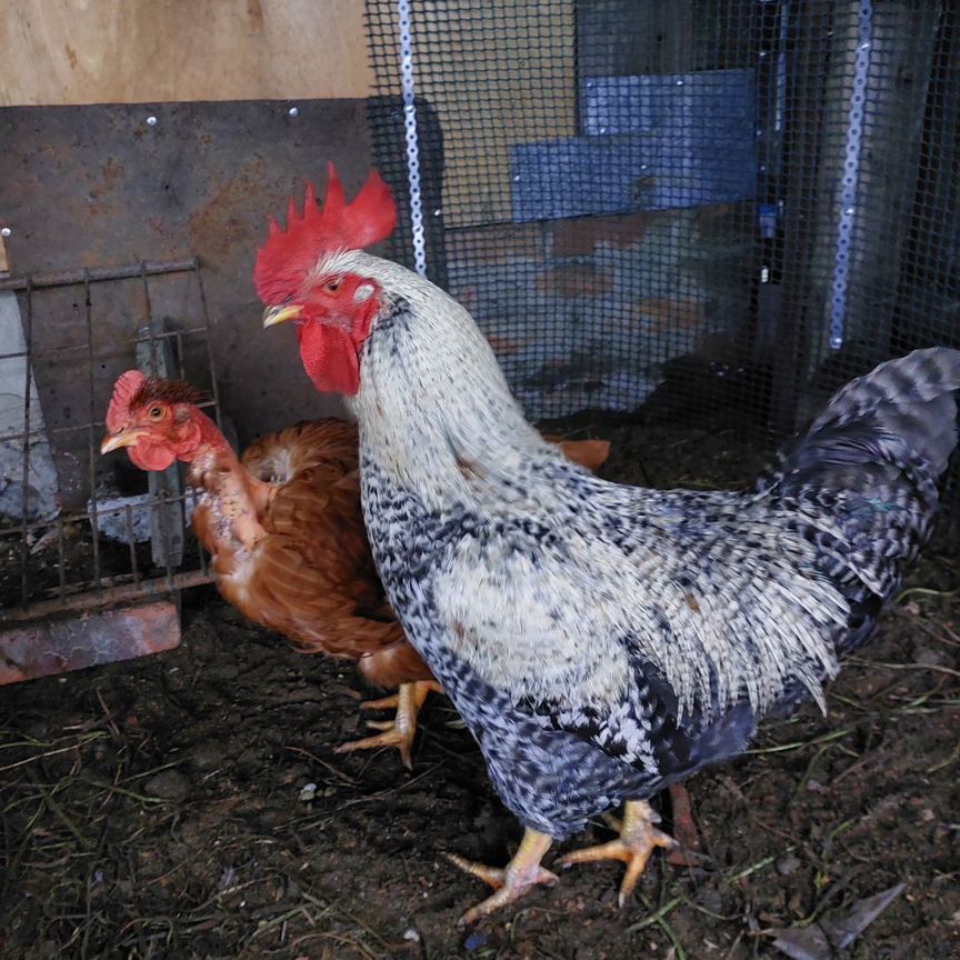 Продам молодого Петуха