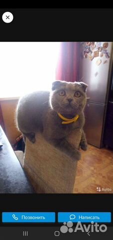 Кошка в дар висауха шотландский