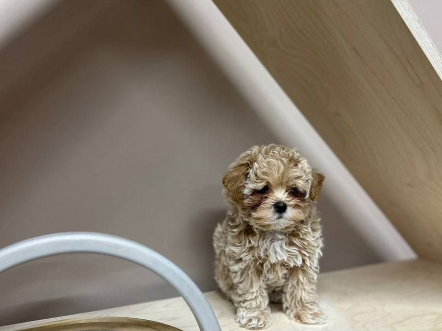 Мальтипу ф1 Premium