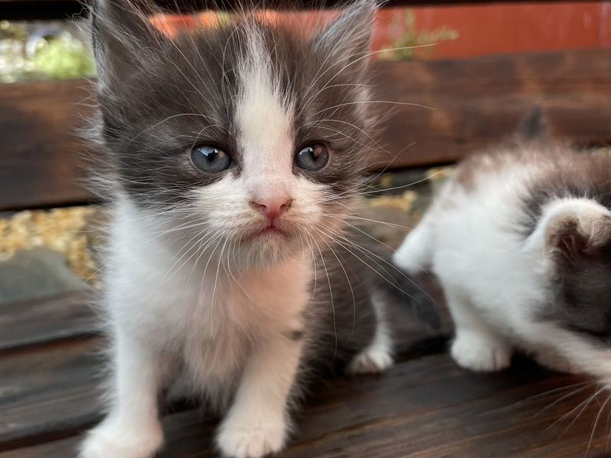 Ангорская кошка