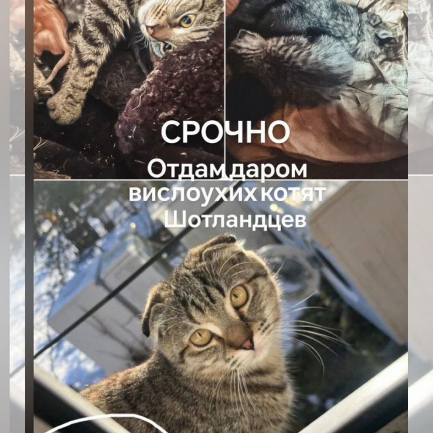 Шатланские вислоухие котята