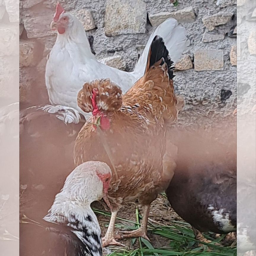 Куры русская хохлатая