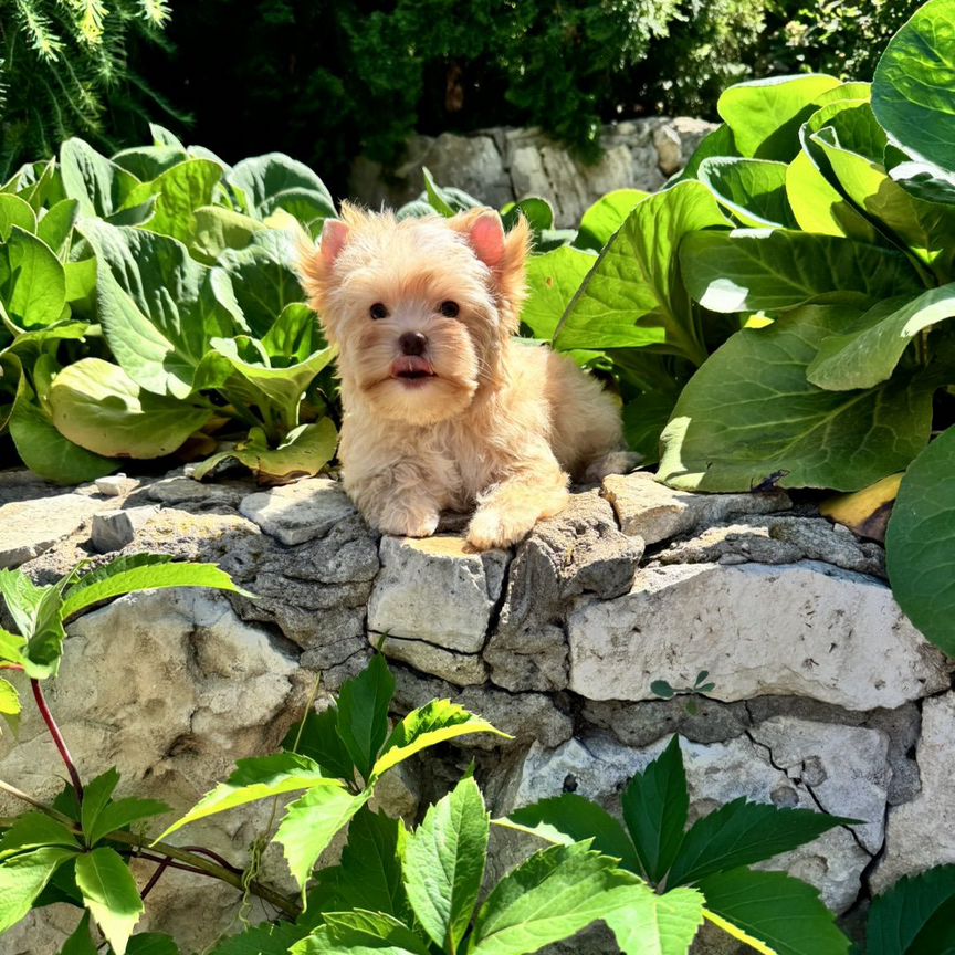 Цветные Йорки