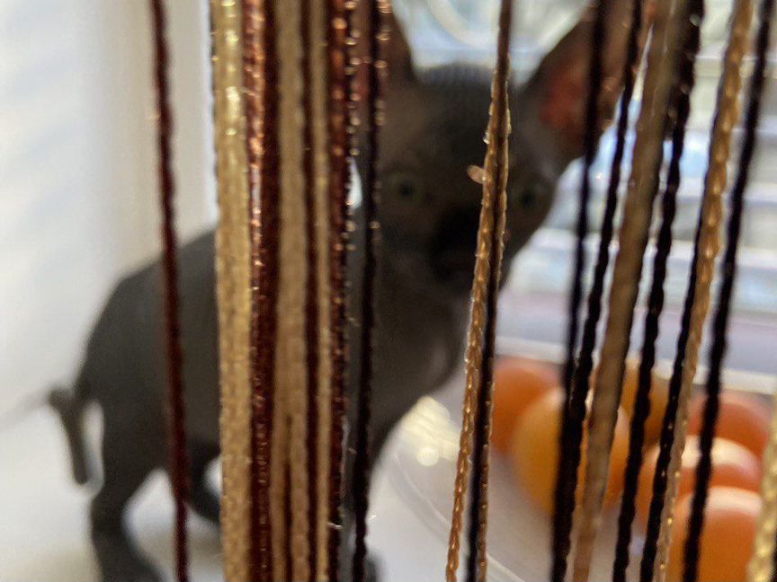 Канадский сфинкс котенок