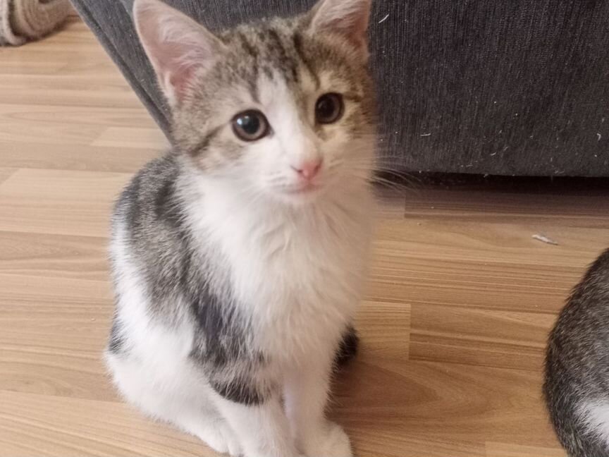 Кошка