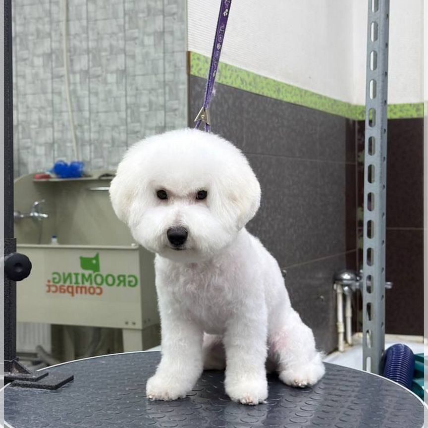 Бишон фризе, щенок