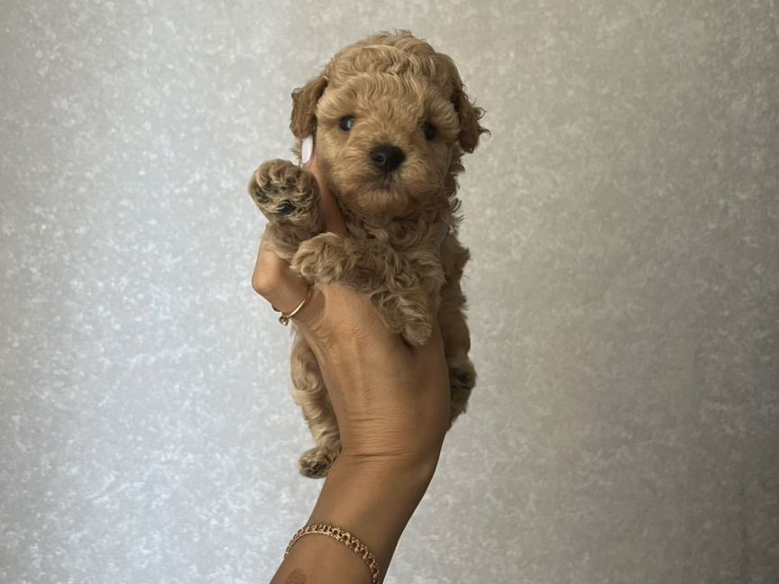 Мальтипу ф1 роскошный мальчик кудряшка карамель