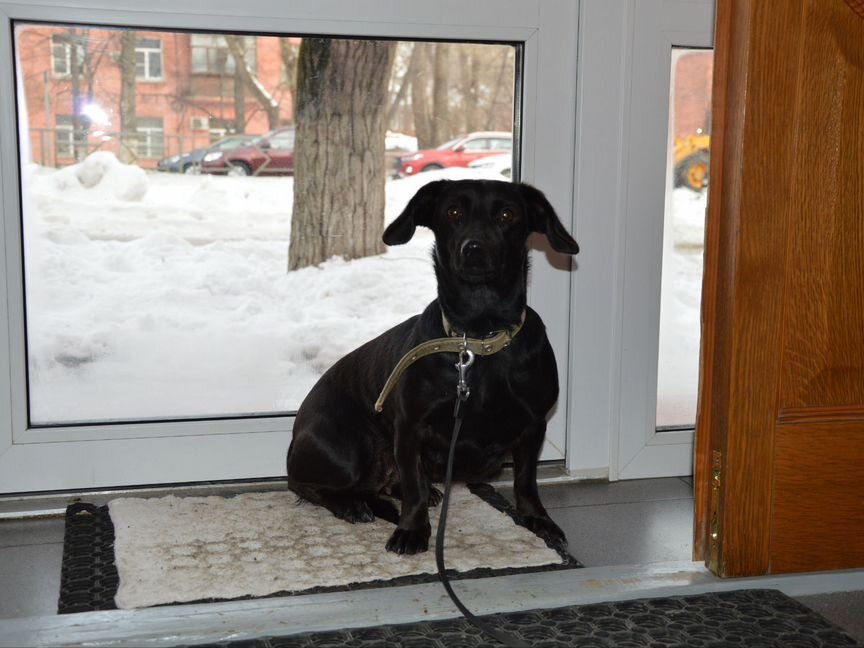 Маленькая собака в добрые руки