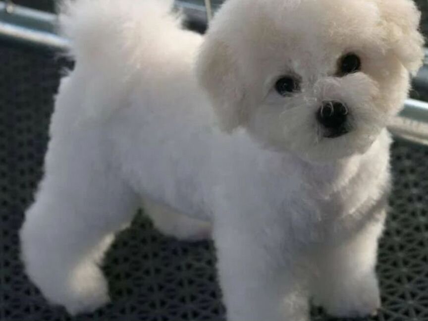 Щенки бишон фризе девочка